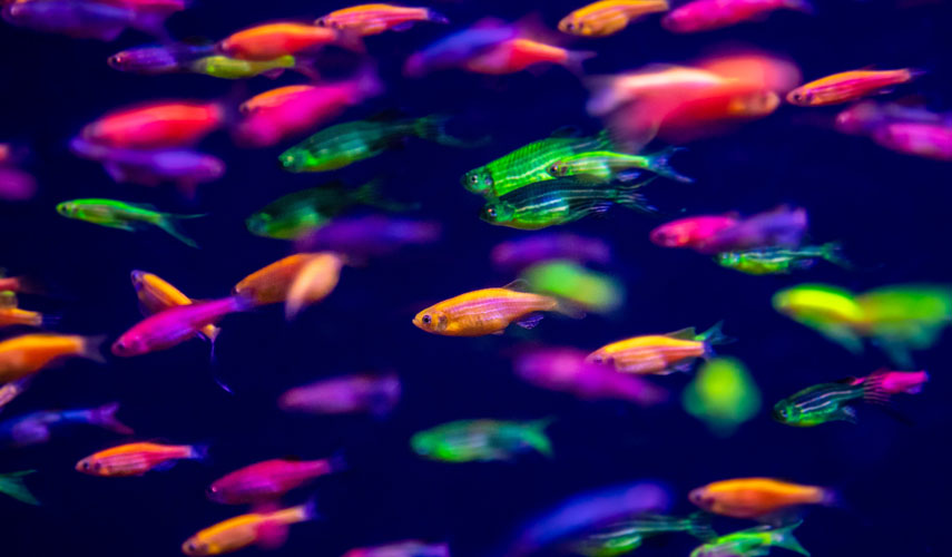 Akwarystyka- Porady zoologiczne dla akwarystów